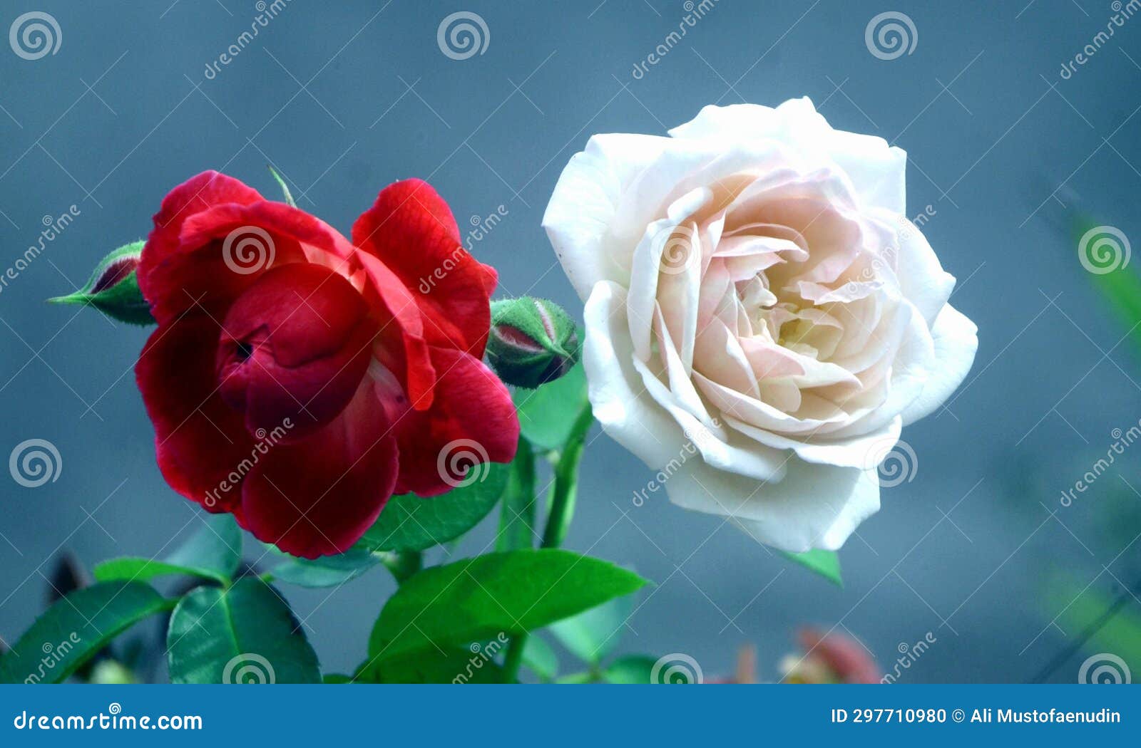 White and Red Rose Flower on a the Garden Stock Photo - Image of ...