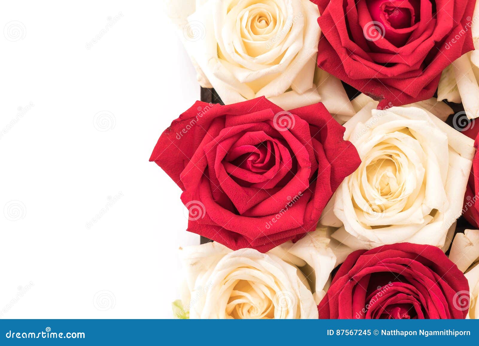 White and Red Rose on White Stock Image - Image of petals, beauty: 87567245