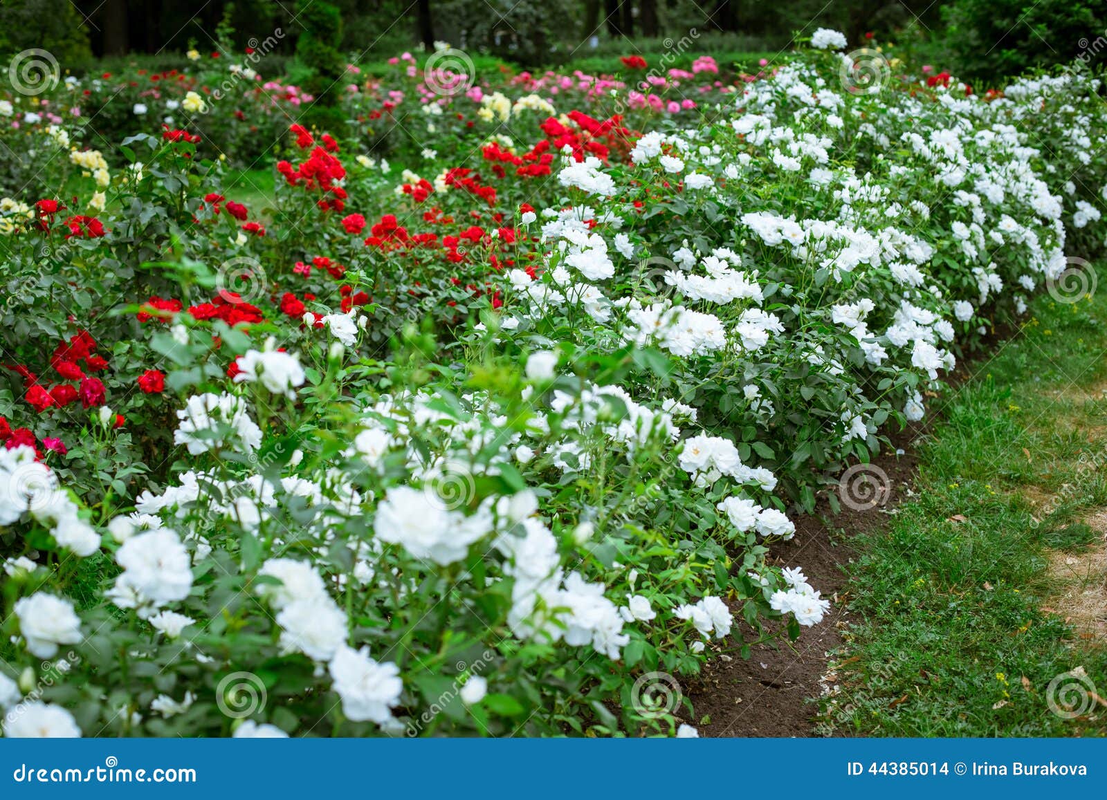 White and Red Roses in Garden Stock Photo - Image of leaf, natural ...
