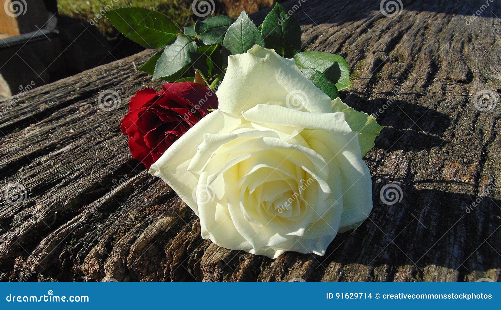 White And Red Roses Picture. Image: 91629714