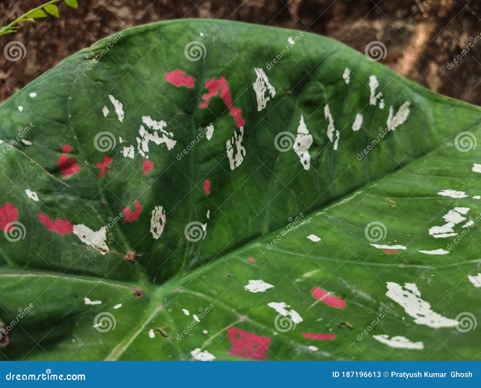 White and Red Spot Marks on a Green Leaf Stock Image - Image of pasture ...