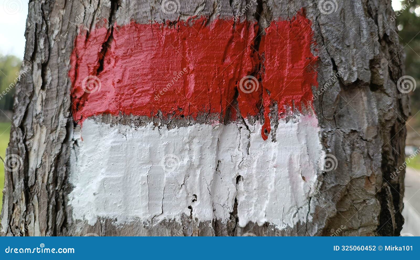 White and Red Trail Symbol Painted on a Tree Trunk. Tourist Excursion ...