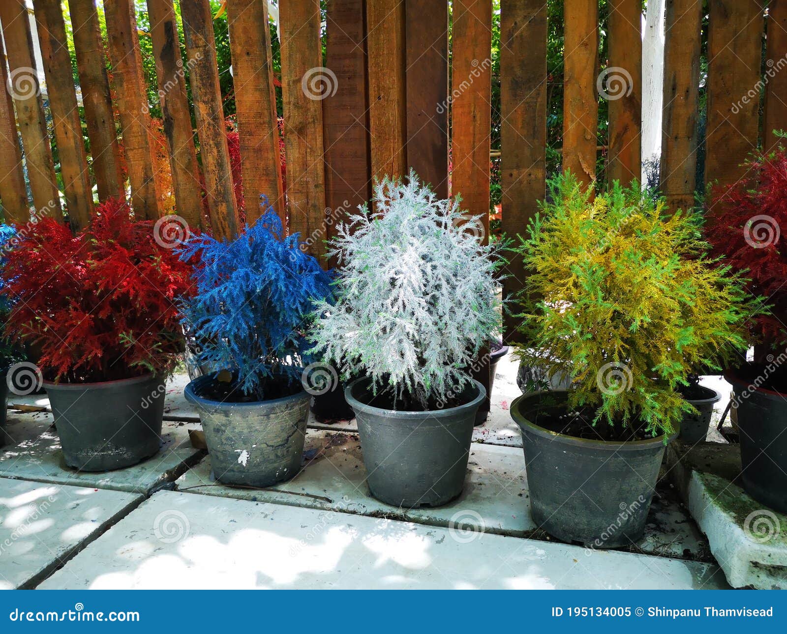 White, Red , Yellow and Blue Tree in 4 Pots on the Floor. Wood ...