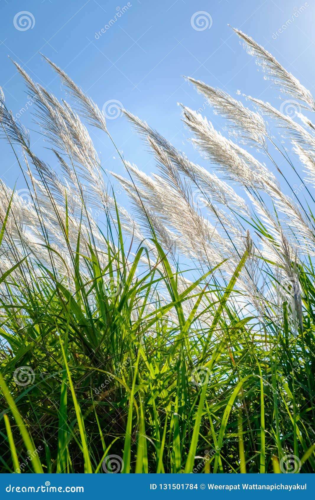 Reed sway in the wind stock photo. Image of sway, nature - 131501784