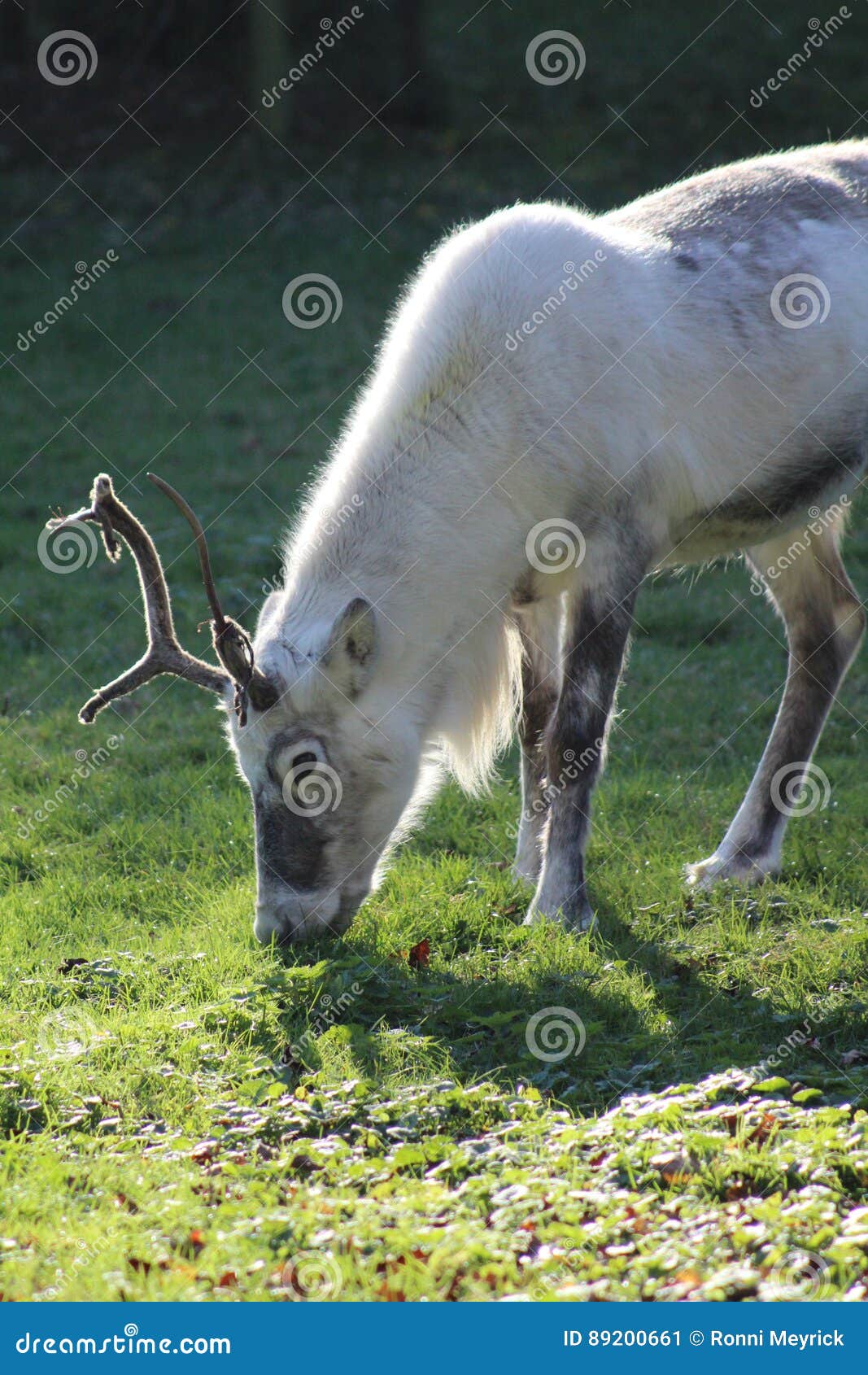 White Reindeer stock image. Image of grey, reindeer, arctic - 89200661