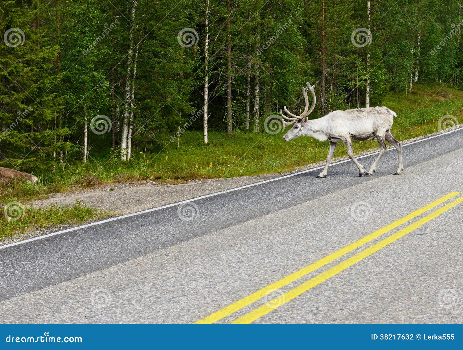 White Reindeer on the road stock photo. Image of north - 38217632