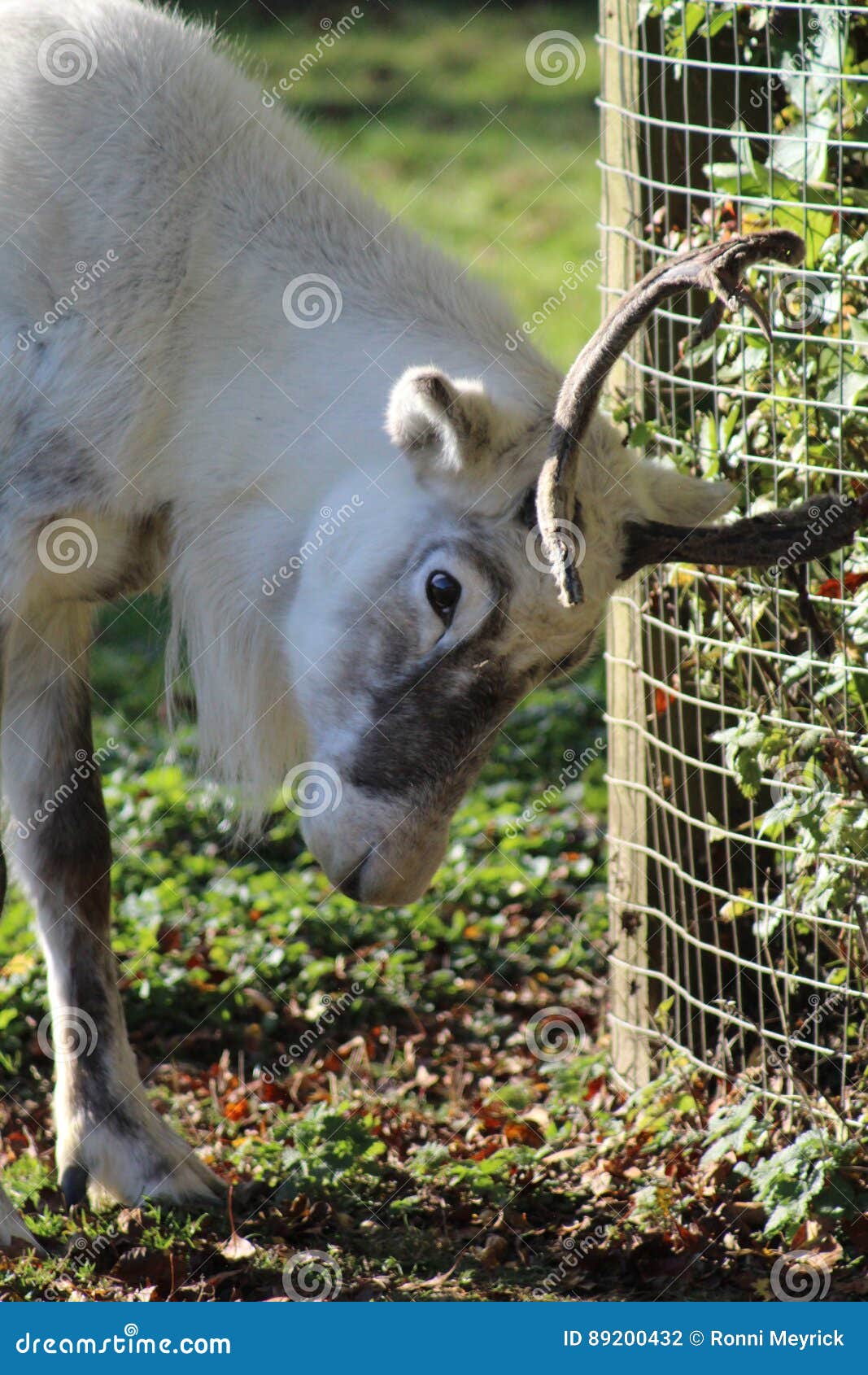 White Reindeer Scratching Antlers Stock Photo - Image of grey, fluffy ...