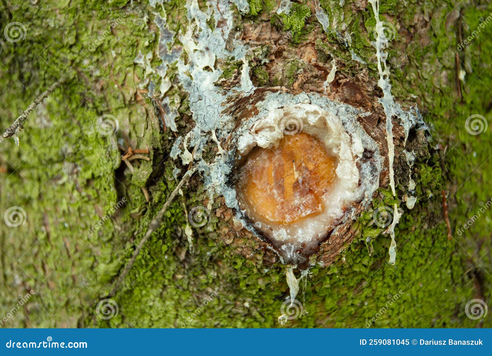 White Resin on a Tree, Close-up on the Trunk Stock Image - Image of ...