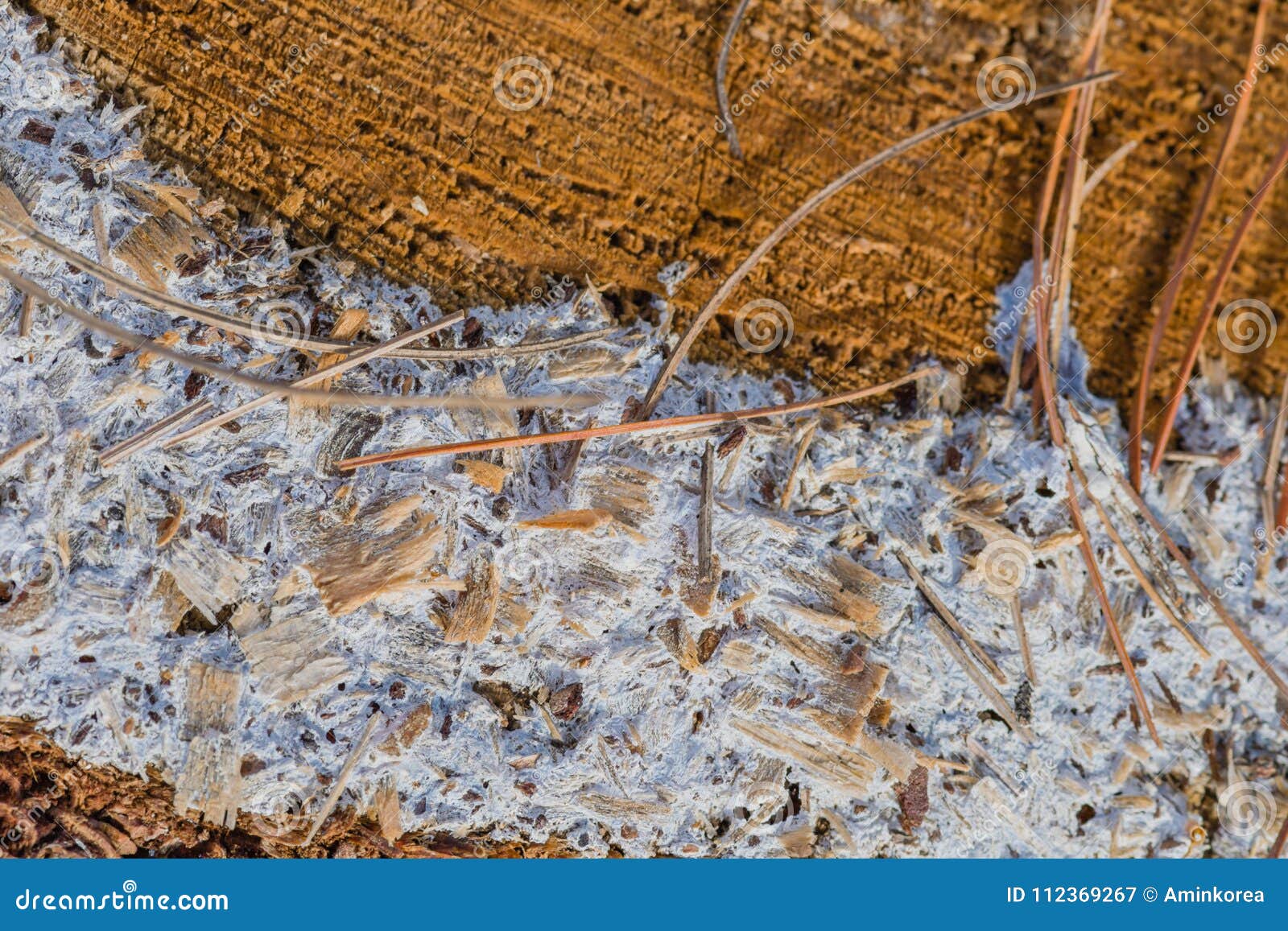 White resin on tree trunk stock image. Image of korea - 112369267