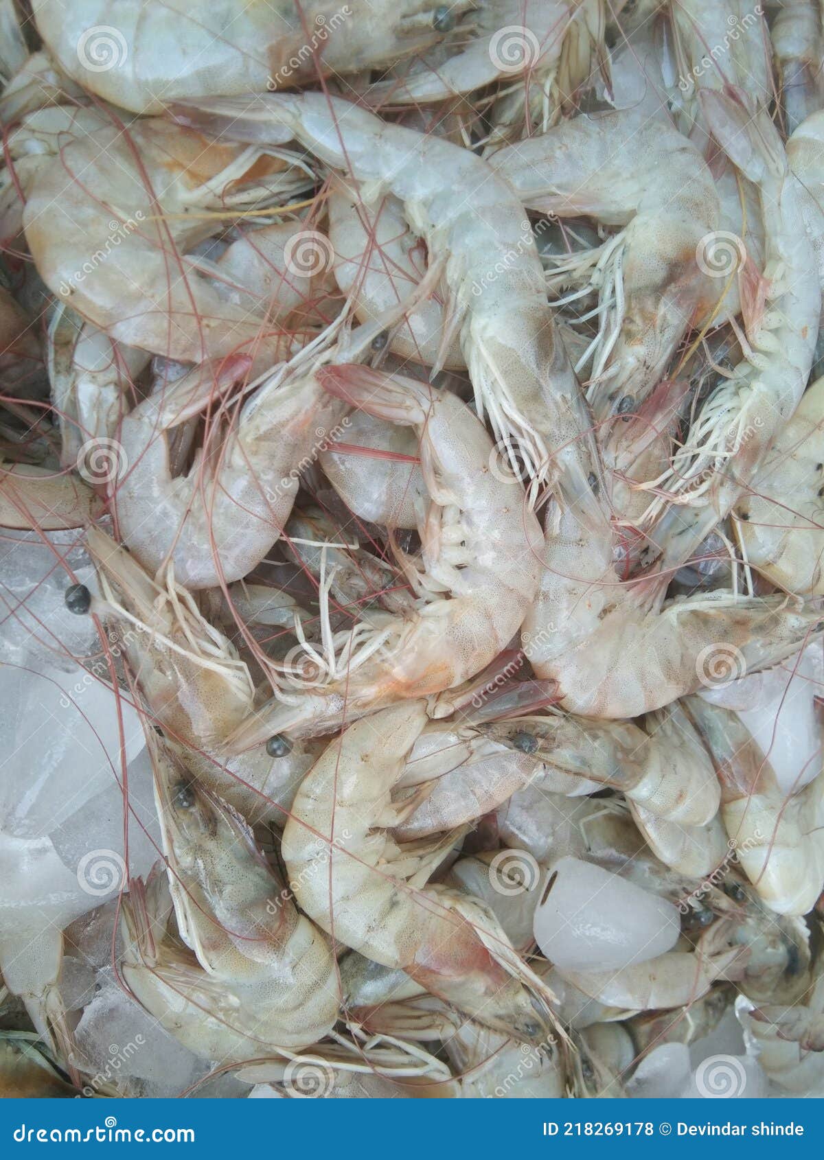 White rever prawn fish stock photo. Image of organism - 218269178