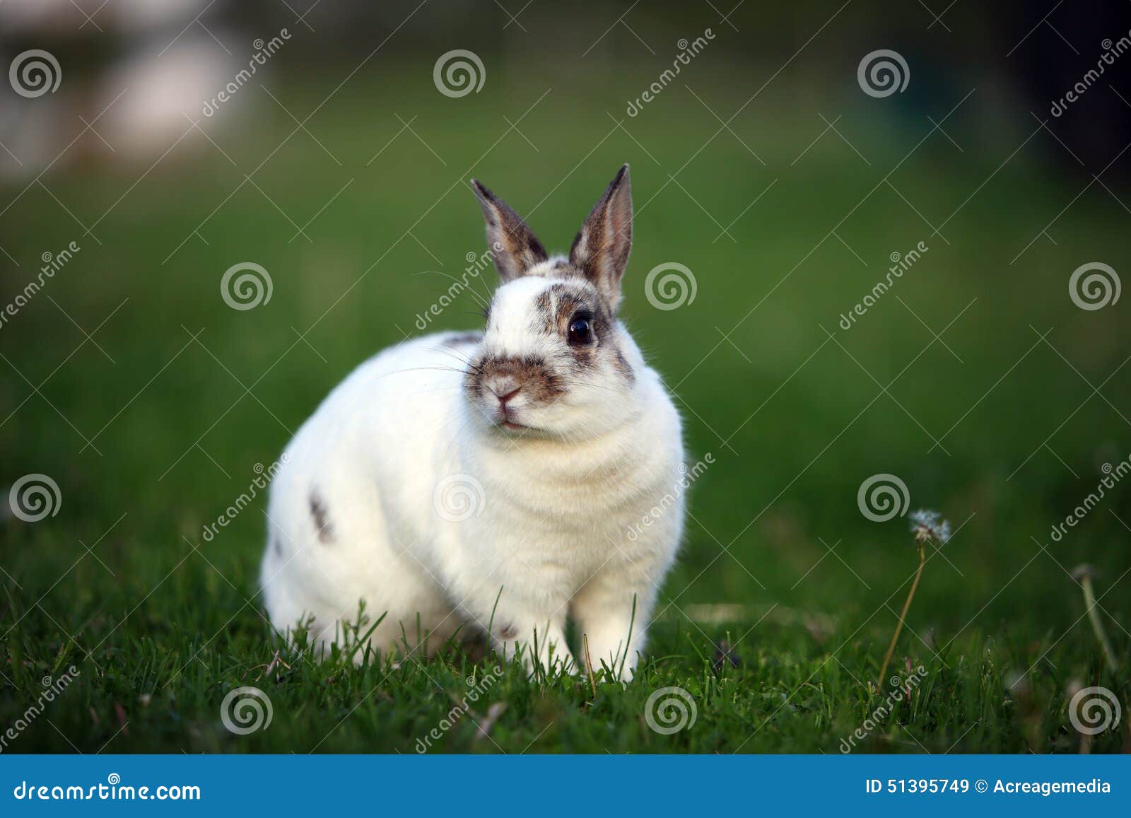 White Rex Rabbit stock image. Image of white, spots, rabbit - 51395749