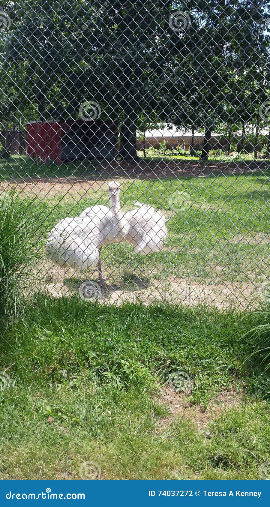 White rheas at zoo stock photo. Image of animals, caged - 74037272