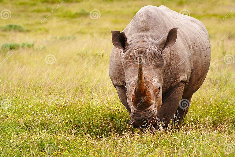 White Rhino stock photo. Image of rhino, white, look - 10850366