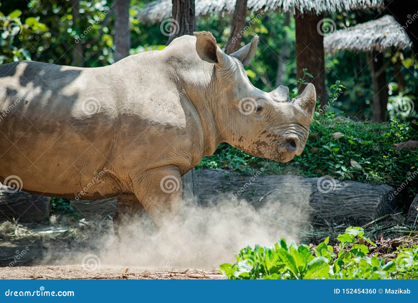 White rhino stock photo. Image of extinction, family - 152454360