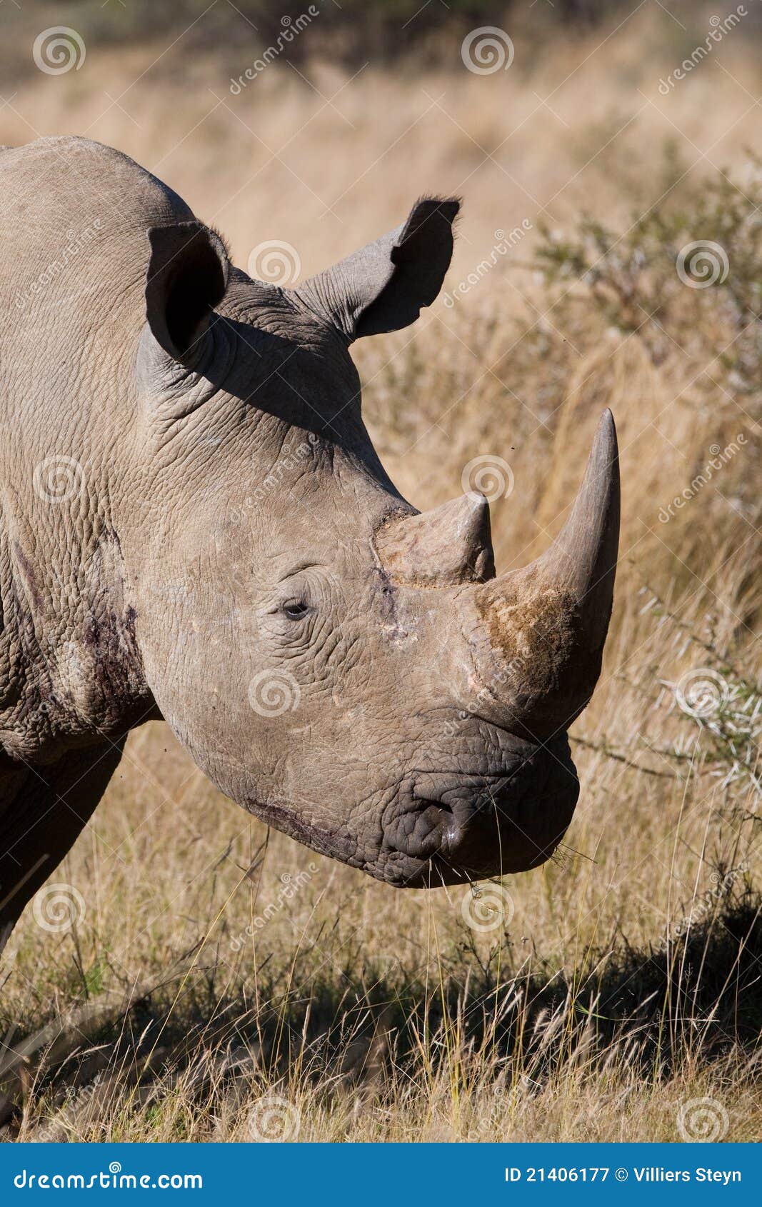 White rhino bull stock image. Image of hearing, side - 21406177