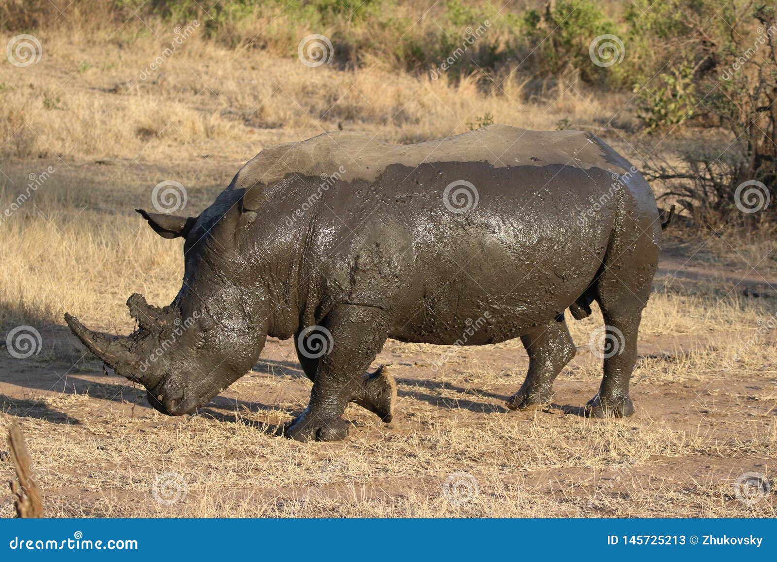 White rhino covered in mud stock image. Image of mammal - 145725213