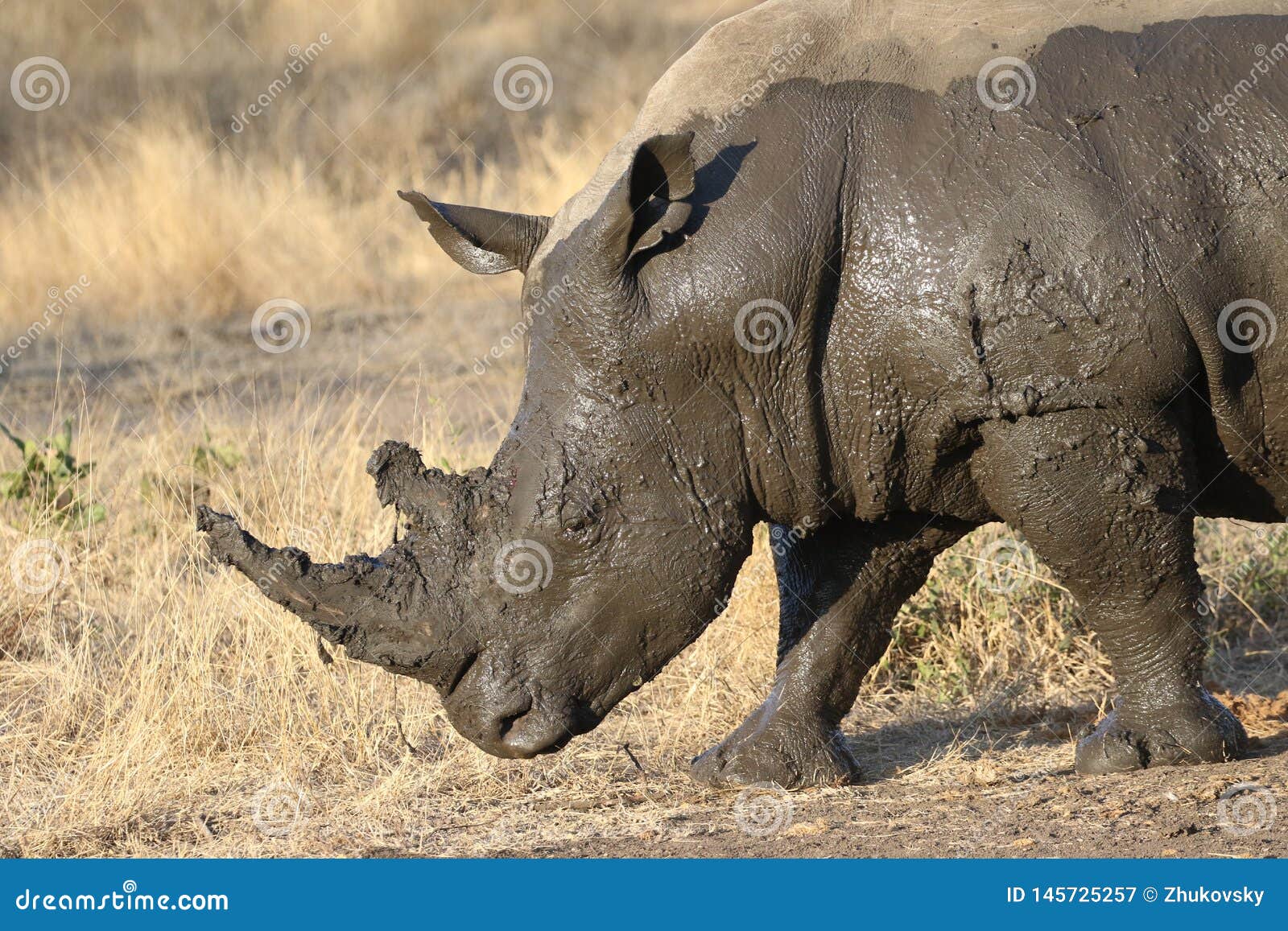 White rhino covered in mud stock image. Image of park - 145725257