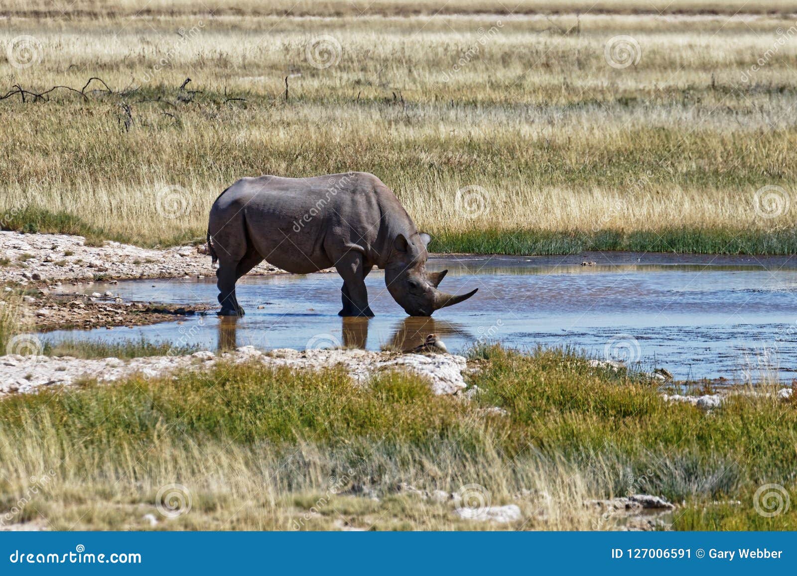 White rhino drinking stock image. Image of grass, massive - 127006591