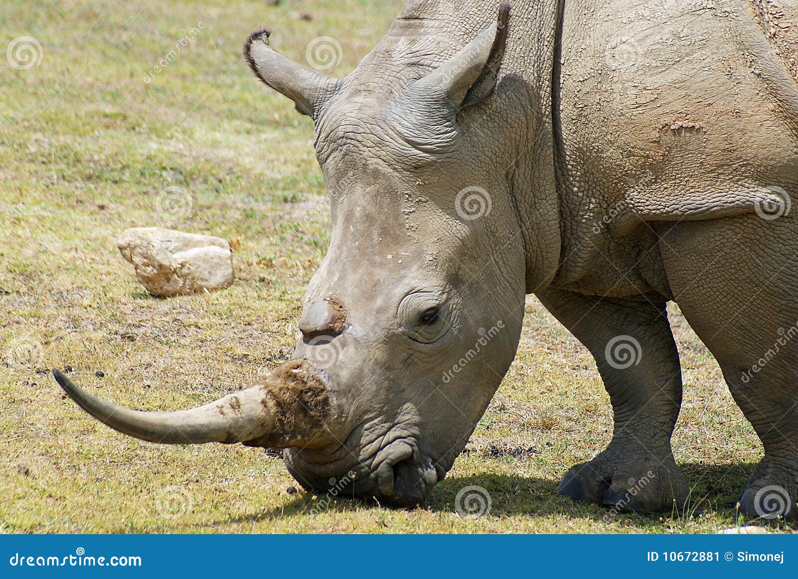 White rhino eating stock image. Image of africa, white - 10672881