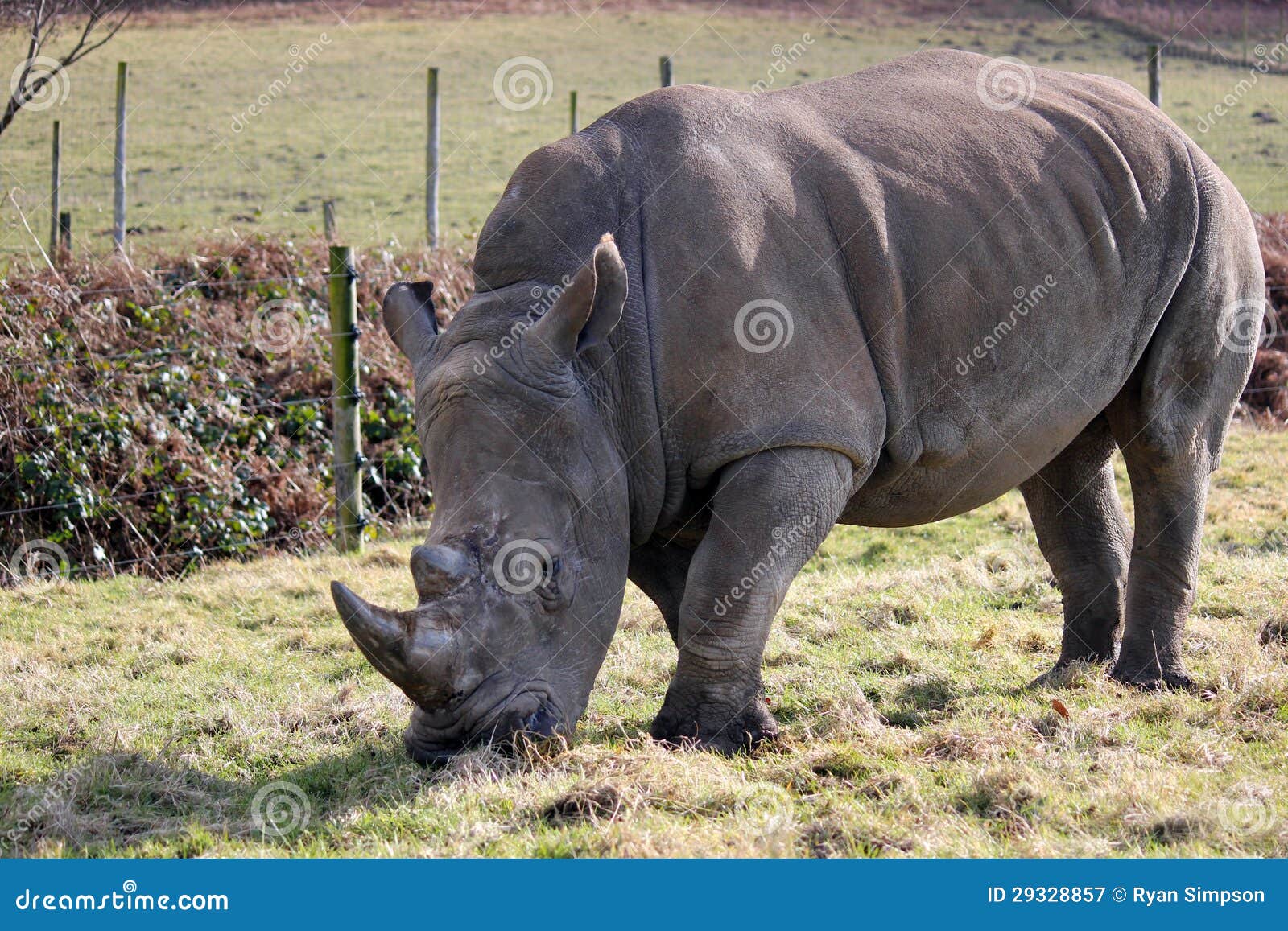 White rhino eating stock image. Image of rhino, graze - 29328857