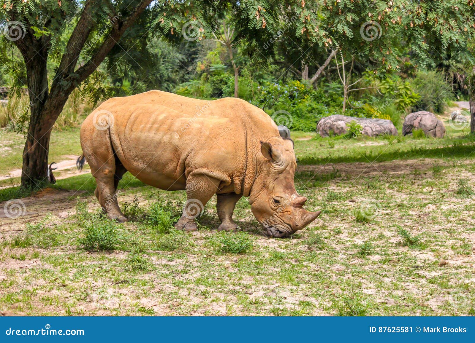 White Rhino Eating Alone in the Grass Stock Image - Image of life ...