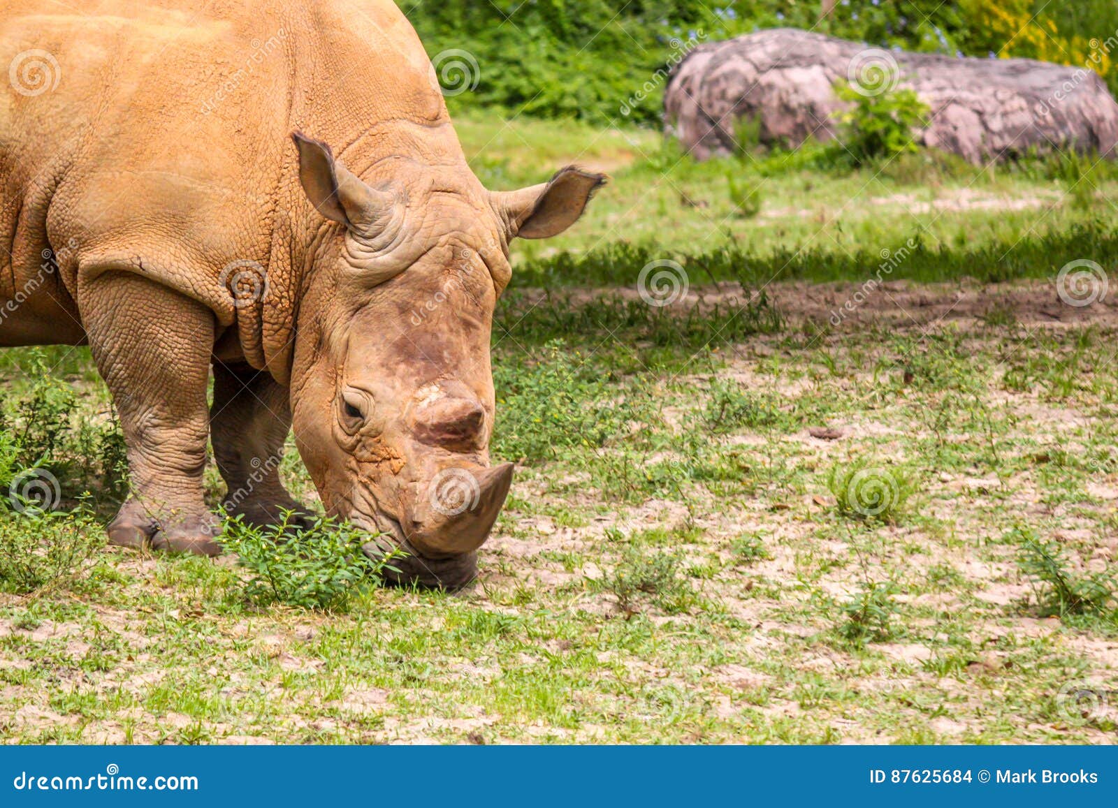 White Rhino Eating Alone in the Grass Stock Photo - Image of natural ...