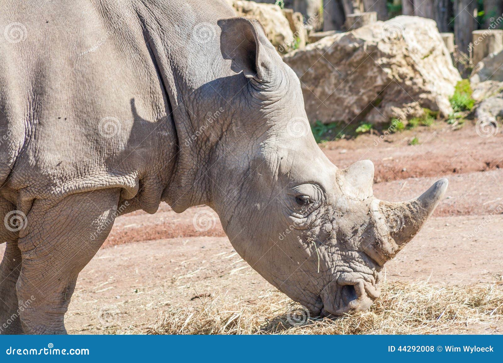 White rhino stock photo. Image of rhinoceros, ceratotherium - 44292008