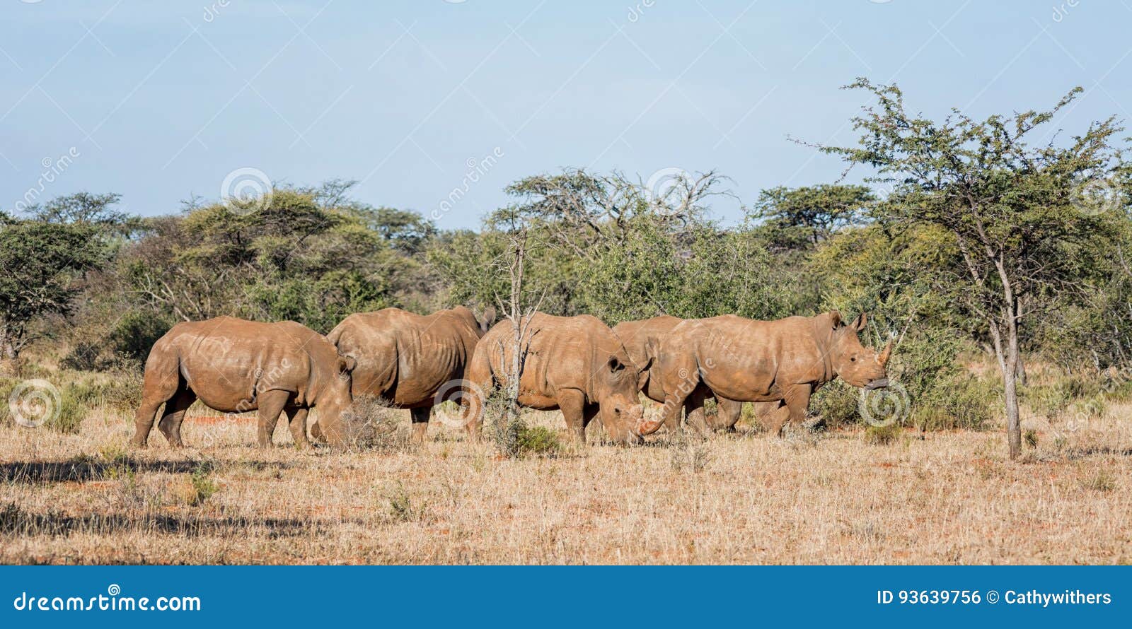 White Rhino Group stock photo. Image of nature, horned - 93639756