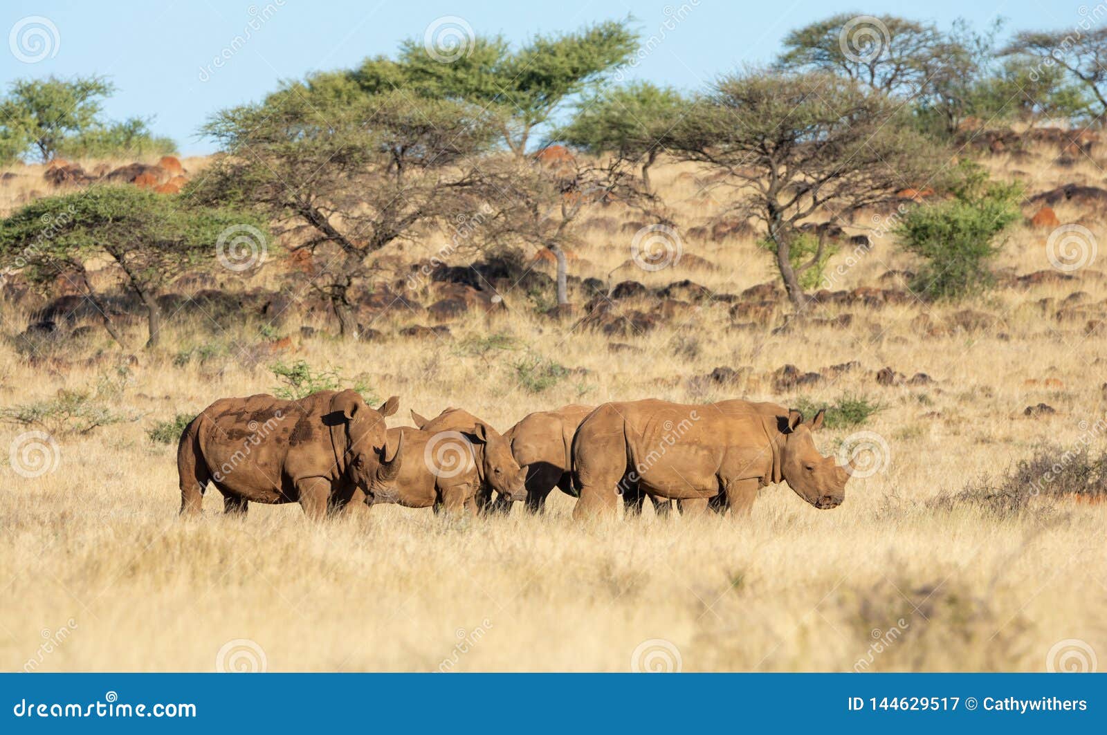 White Rhino Group stock image. Image of ceratotherium - 144629517