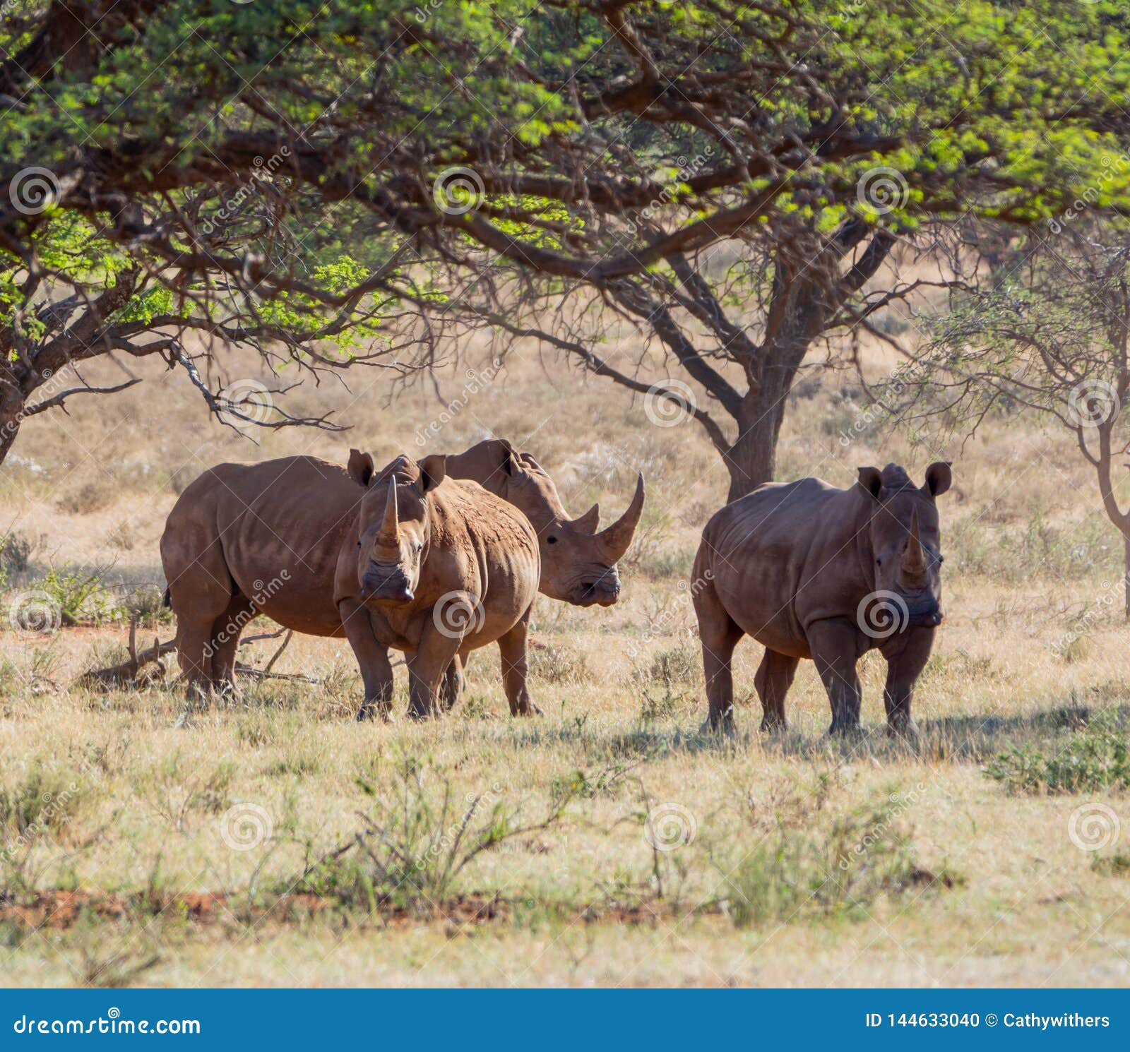 White Rhino Group stock photo. Image of animals, mammals - 144633040