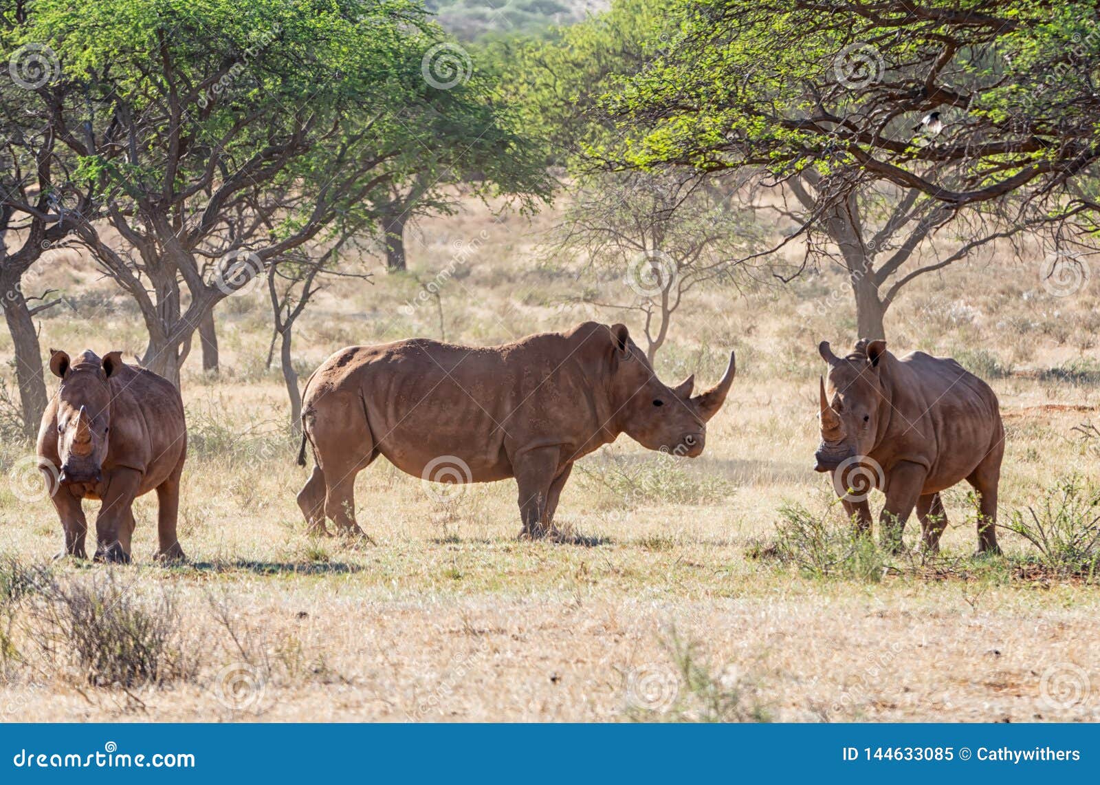White Rhino Group stock image. Image of horn, five, bush - 144633085