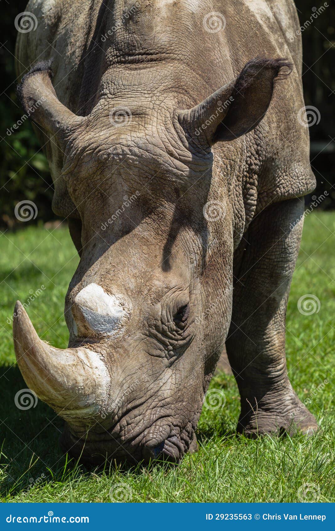 White Rhino Head Front stock image. Image of africa, detail - 29235563