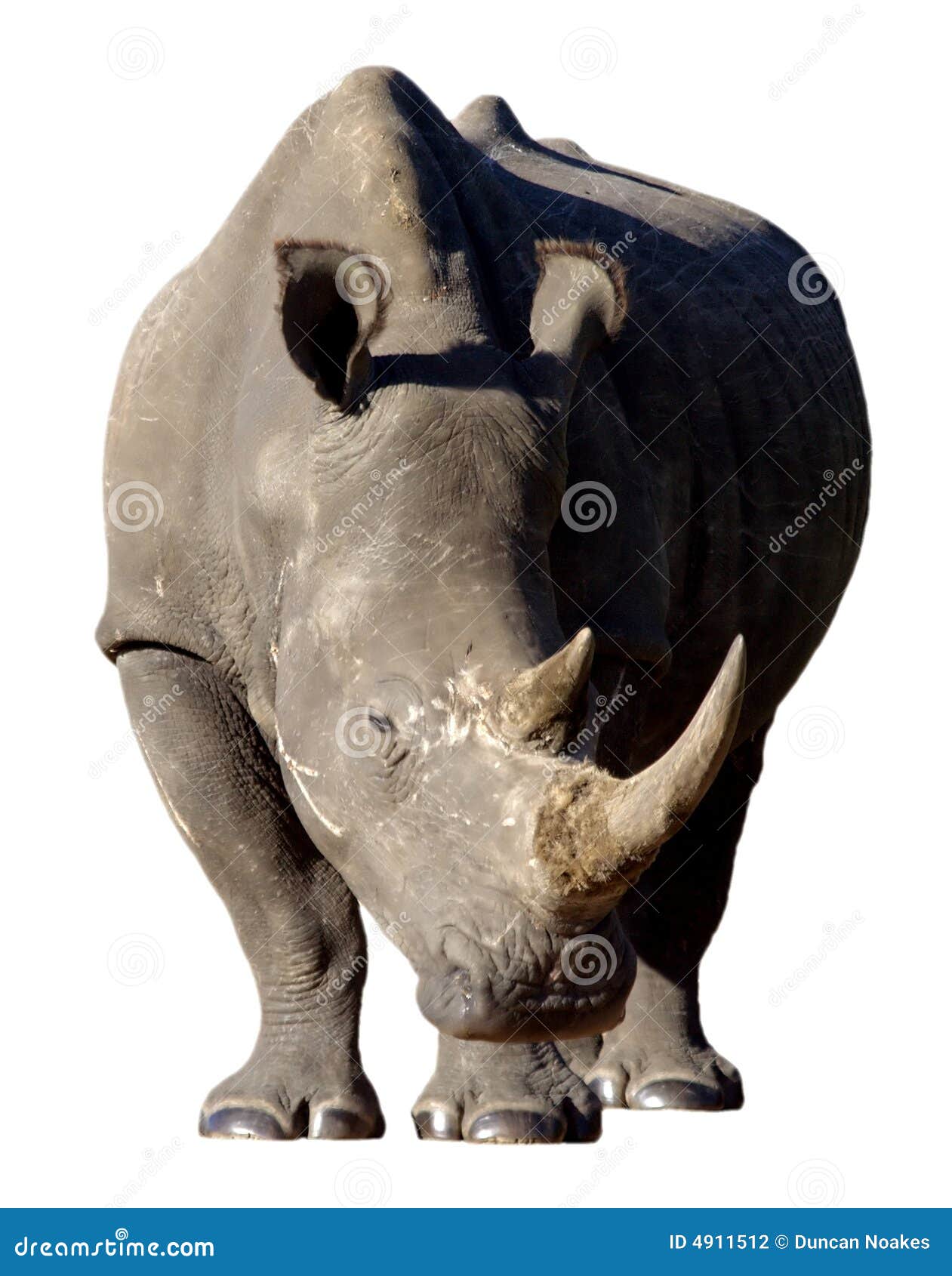 White Rhino Isolated stock photo. Image of mammal, travel - 4911512