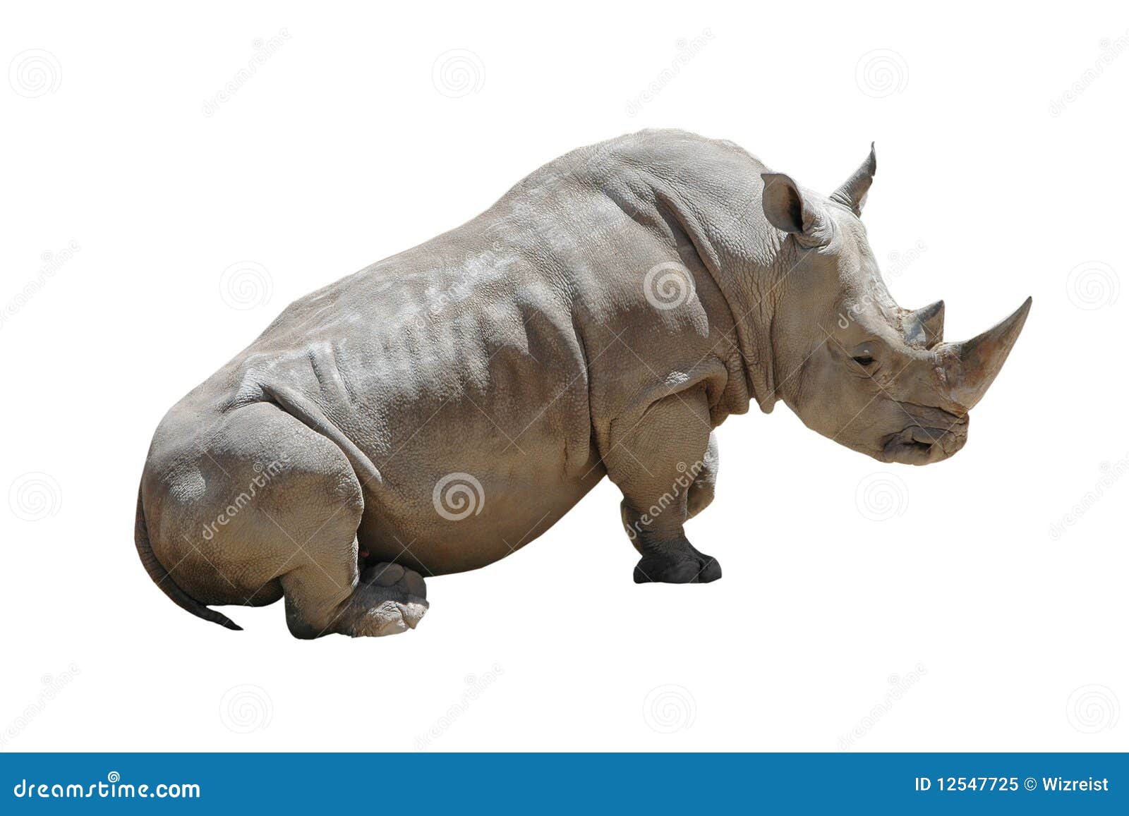 Rhino Isolated On White Background Stock Photo | CartoonDealer.com ...
