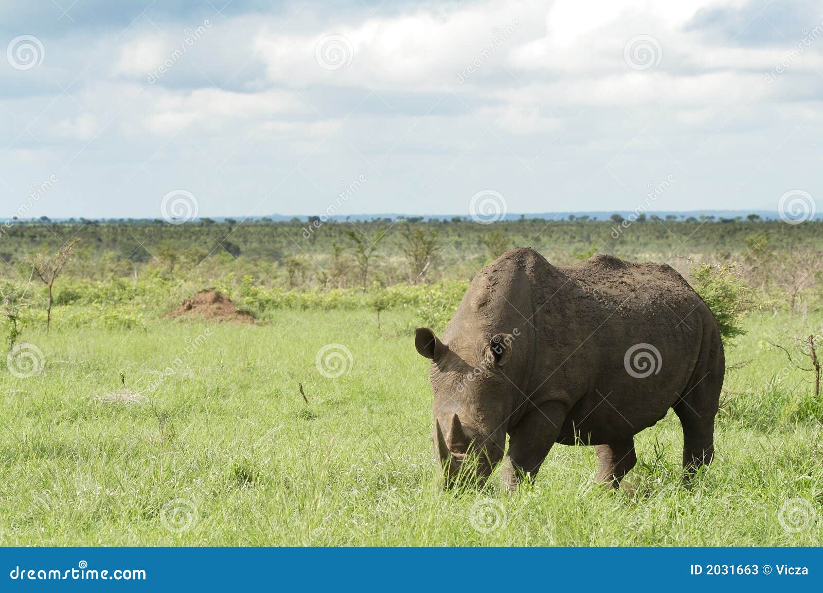 White rhino landscape stock image. Image of rhinoceros - 2031663