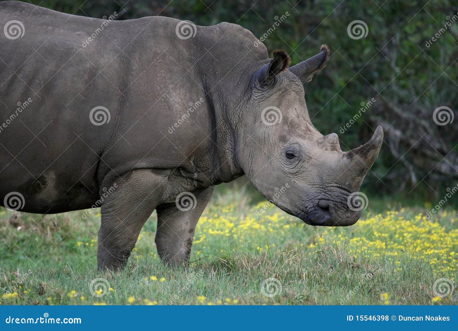 White Rhino Portrait stock photo. Image of enormous, nature - 15546398