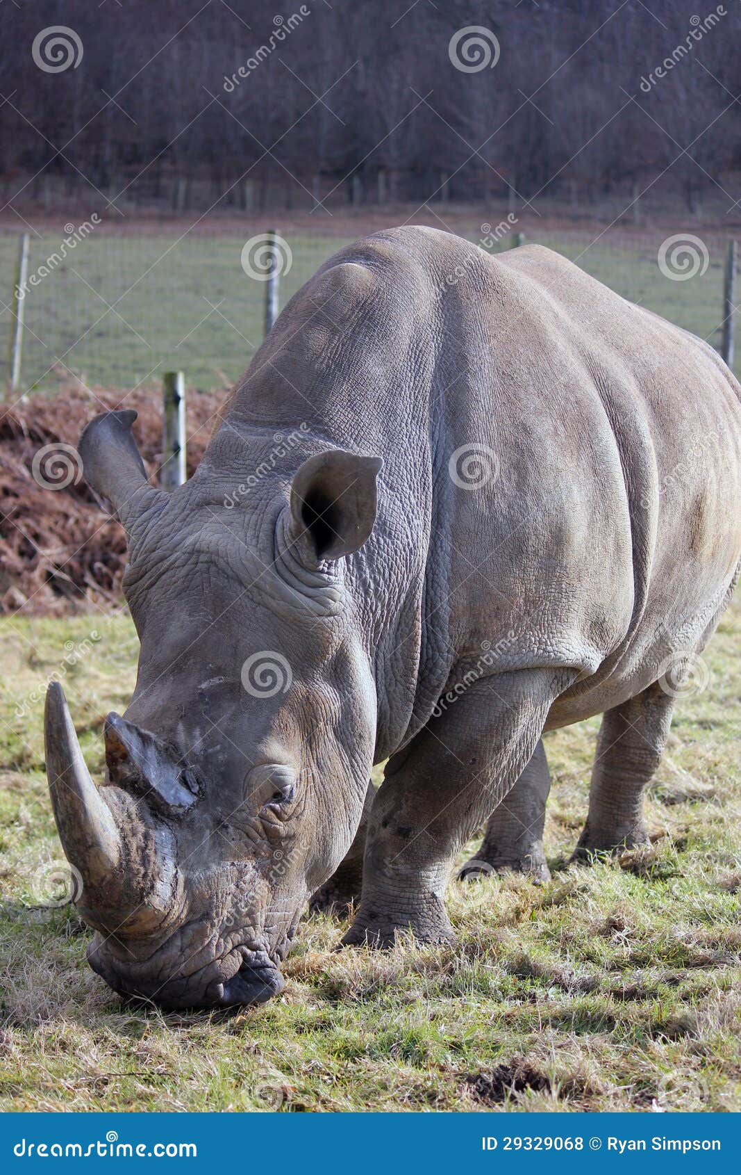 White rhino portrait stock photo. Image of field, tree - 29329068
