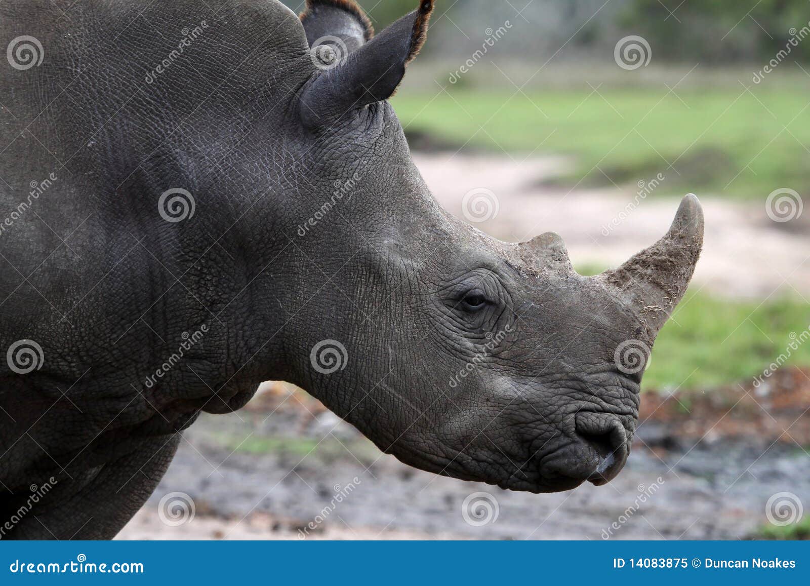 White Rhino Profile stock image. Image of profile, african - 14083875