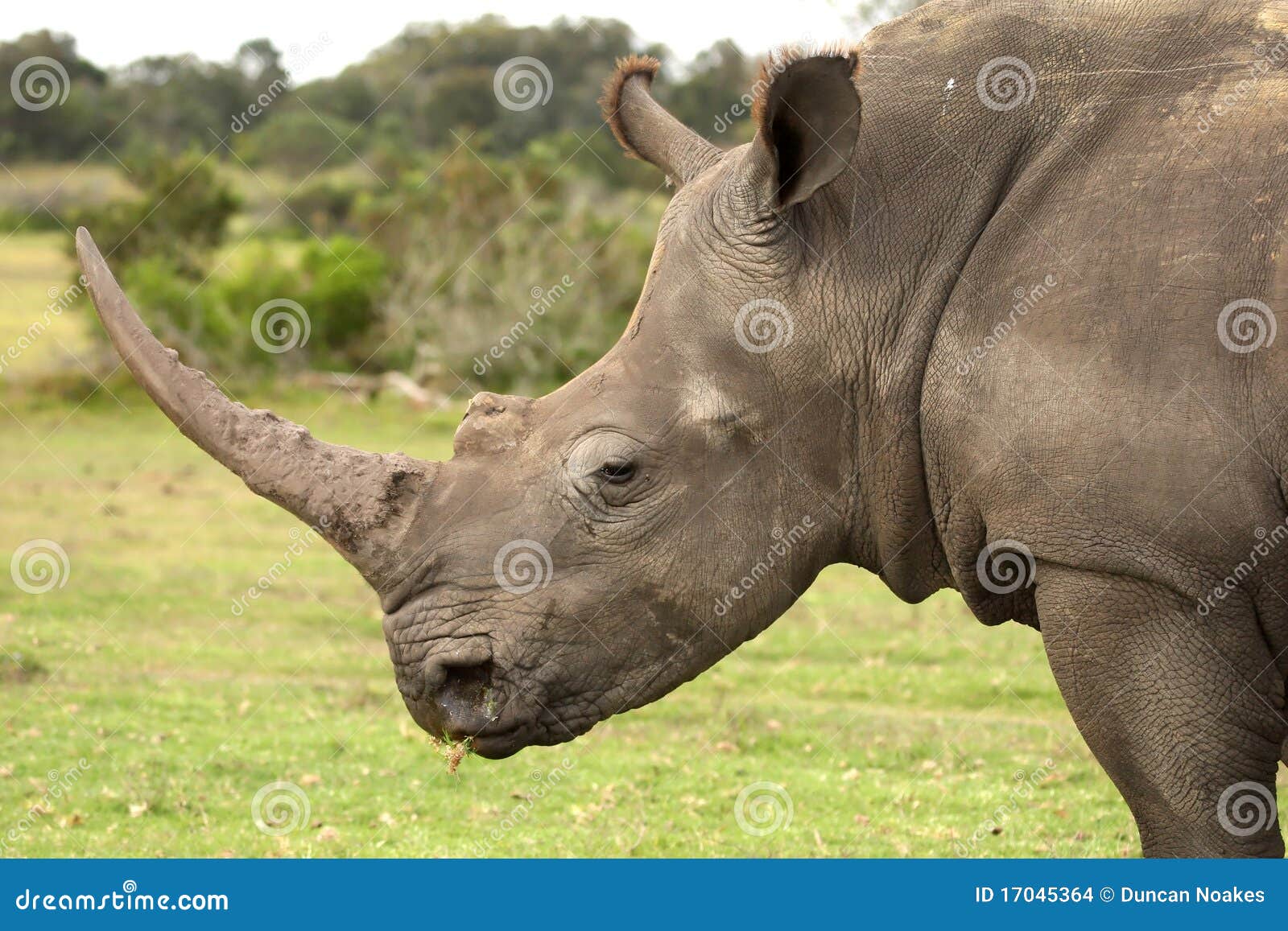 White Rhino Profile stock photo. Image of square, nature - 17045364