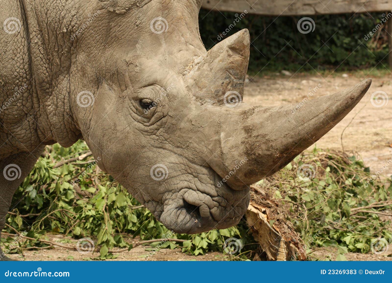 White Rhino Profile stock image. Image of rhinoceros - 23269383