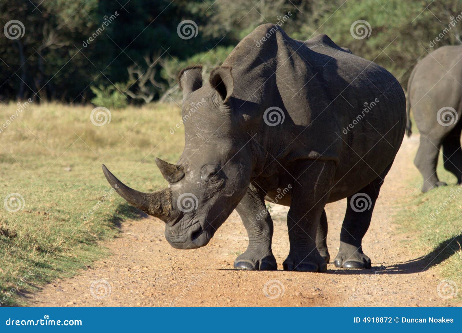 White Rhino profile stock photo. Image of safari, animal - 4918872