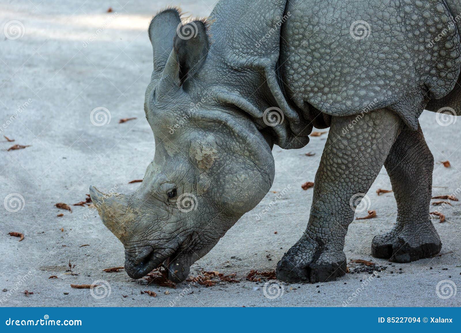 White rhino profile stock photo. Image of africa, grey - 85227094