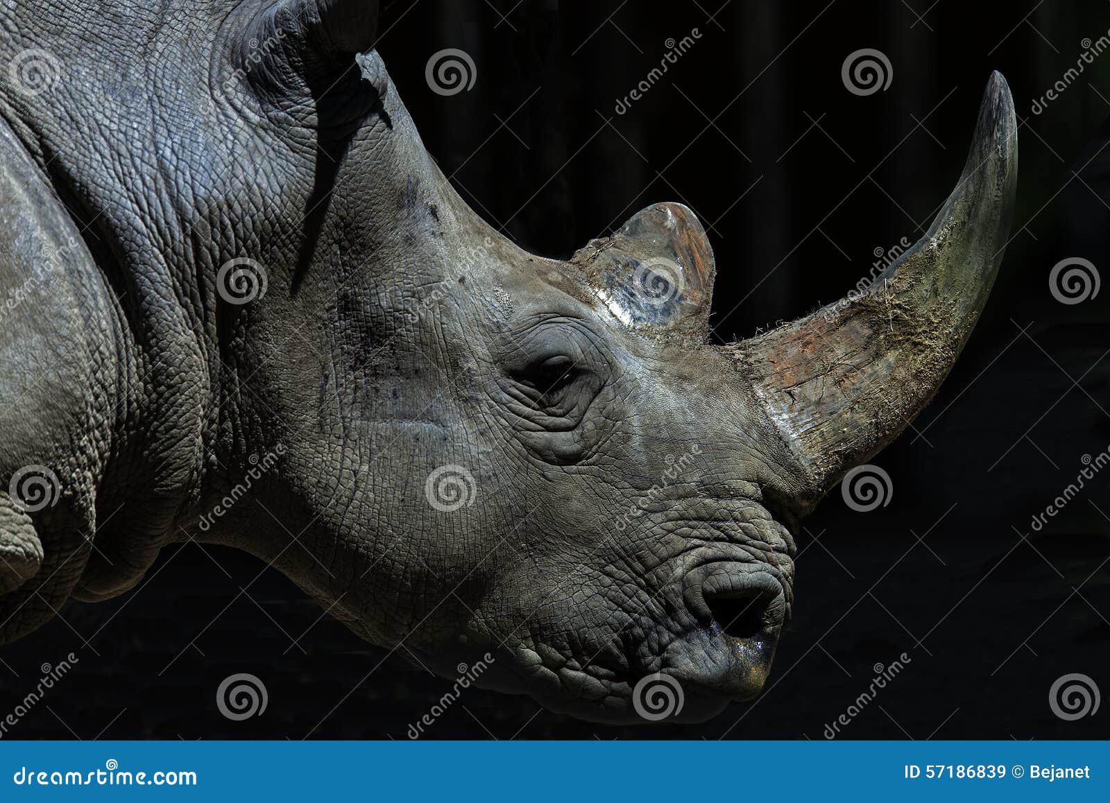 White rhino stock image. Image of safari, face, profil - 57186839