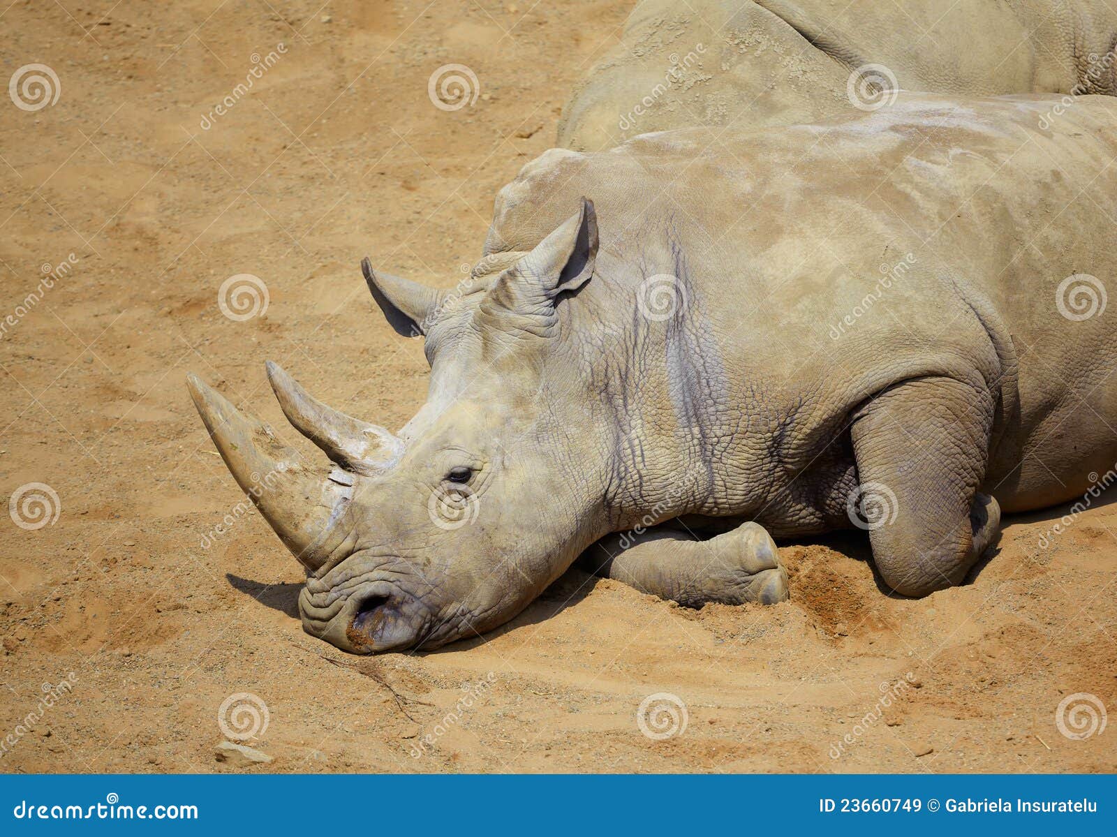 White Rhino Resting in the Sun Stock Image - Image of summertime, white ...