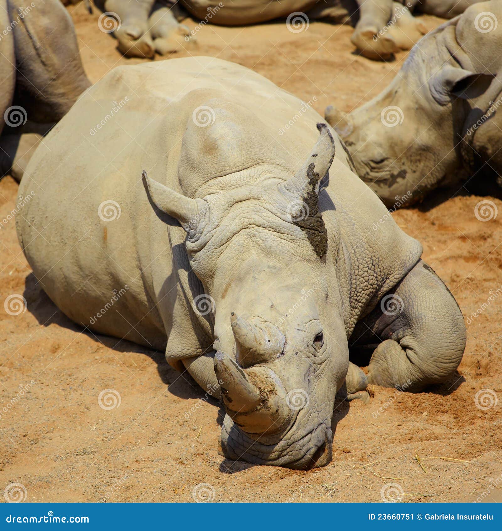 White Rhino Resting in the Sun Stock Image - Image of square ...