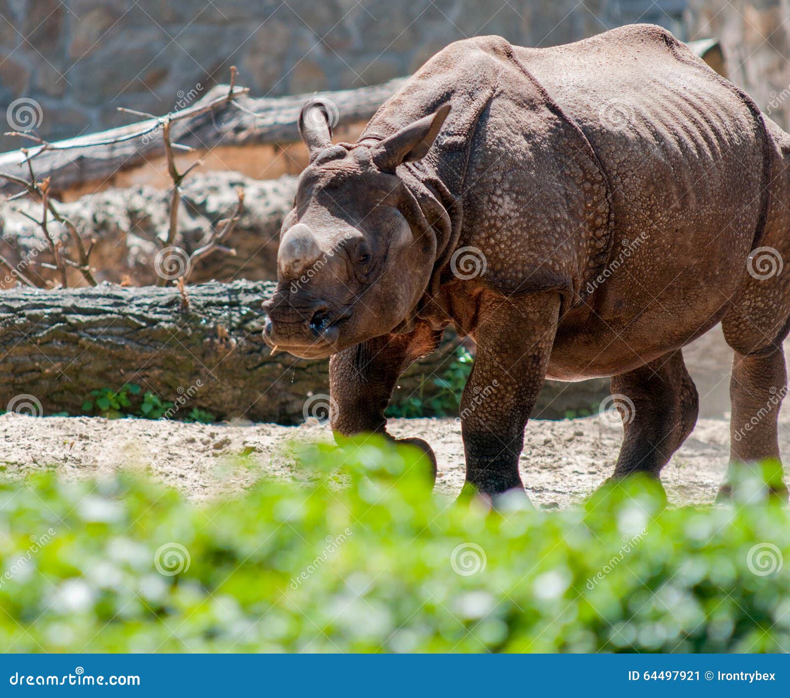 A white rhino stock image. Image of park, africa, conservation - 64497921