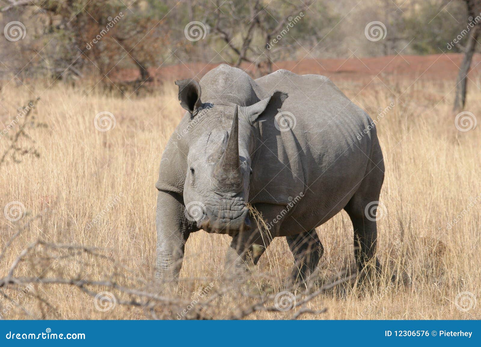 White Rhino Run baby Run stock photo. Image of african - 12306576
