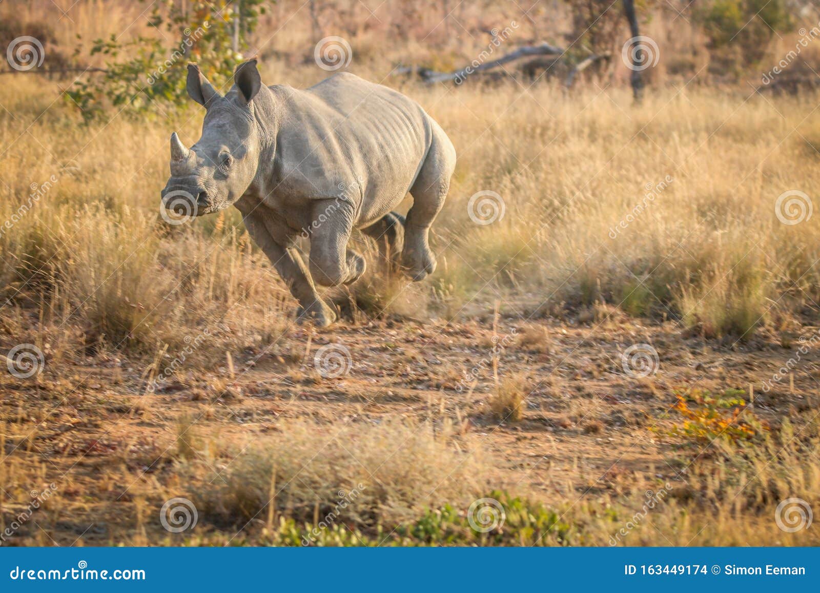 White Rhino Running in the Grass Stock Photo - Image of five, horn ...