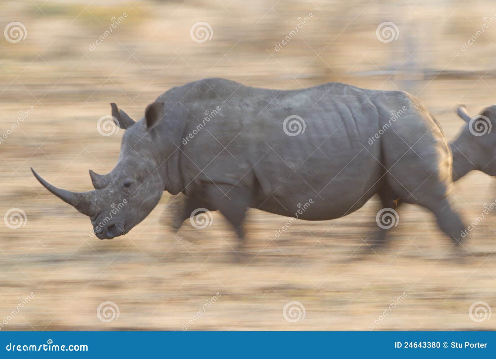 Running Rhino Cub Stock Image | CartoonDealer.com #59180095