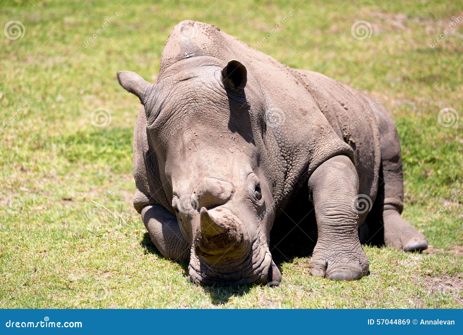 A White Rhino in Safari Park, Australia Stock Image - Image of hippo ...